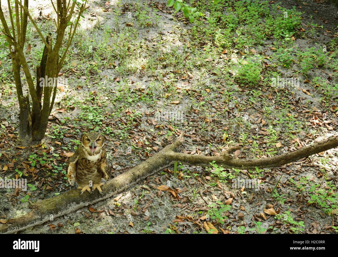 Distressed owl sitting on a branch on the ground Stock Photo - Alamy