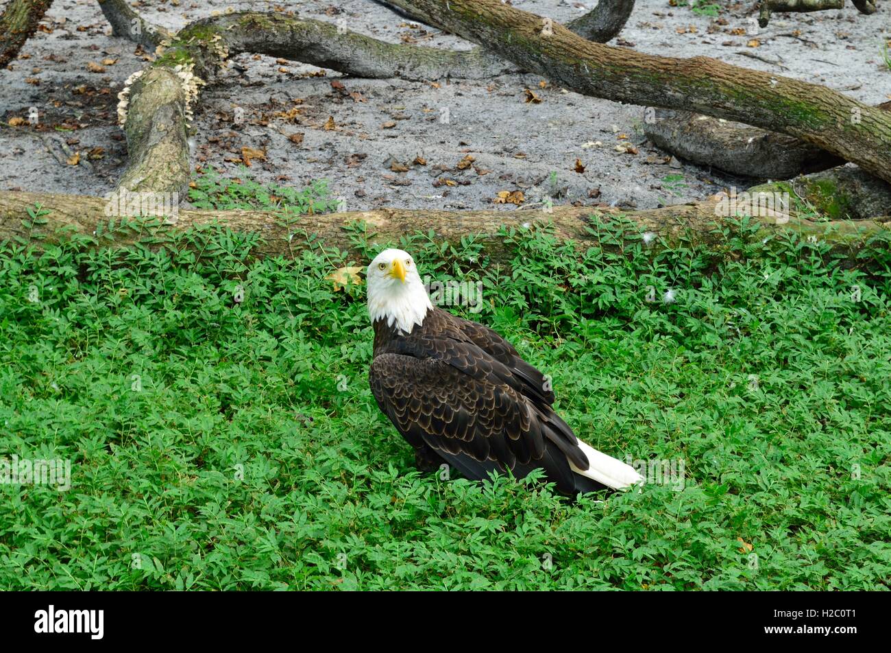 Bald eagle sitting hi-res stock photography and images - Alamy