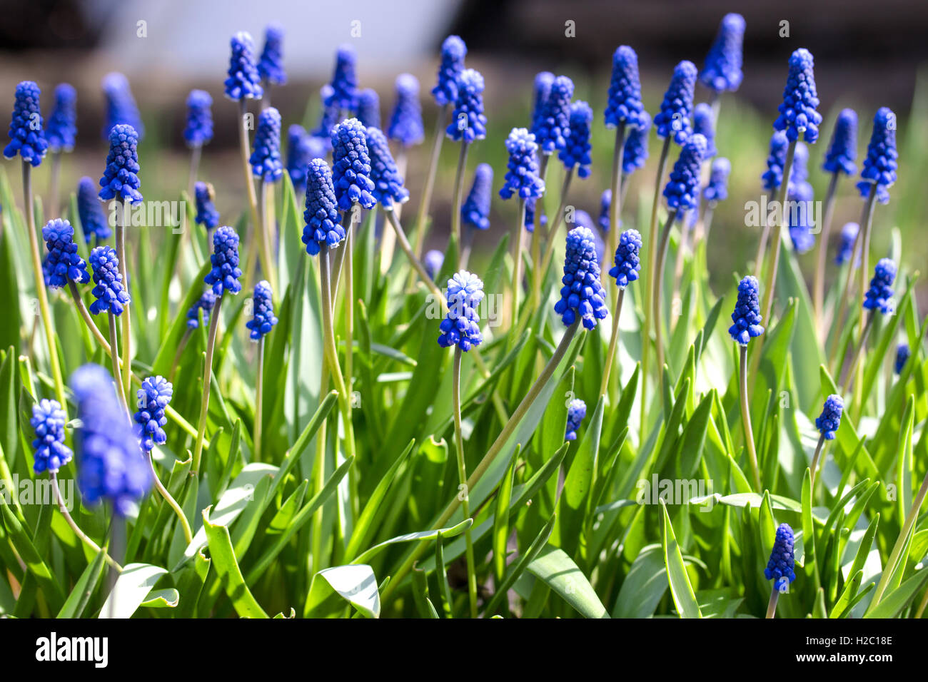 Murin hi-res stock photography and images - Alamy