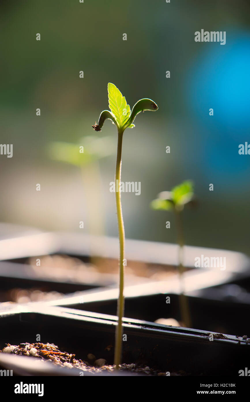 Weed seedling hi-res stock photography and images - Alamy
