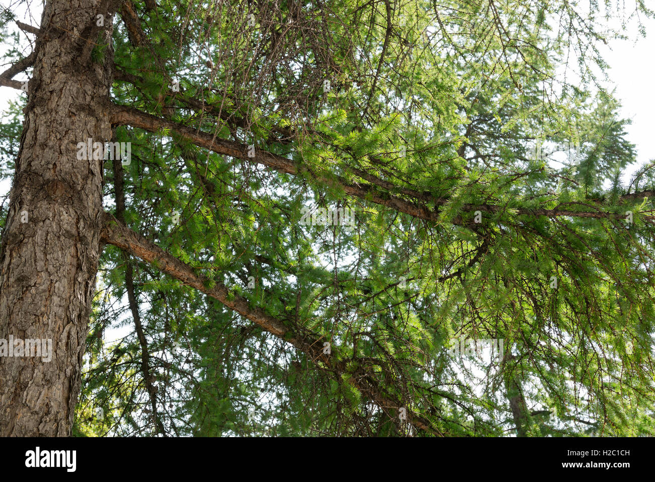 Larch branches bright green hi-res stock photography and images - Alamy