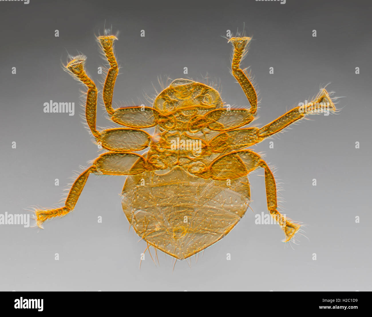 Photomicrograph fly hi-res stock photography and images - Alamy
