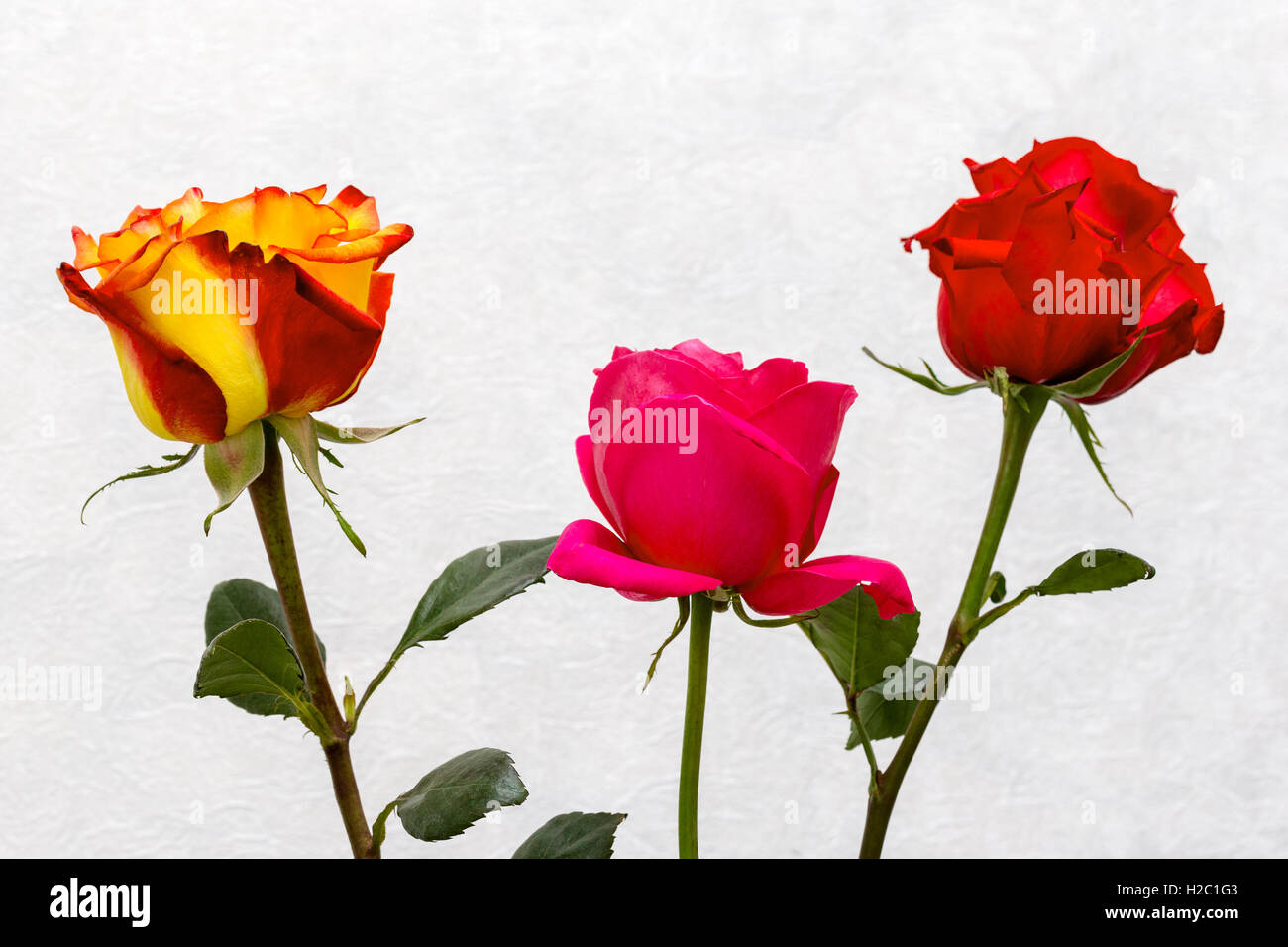 Beautiful three pink roses isolated hi-res stock photography and images ...
