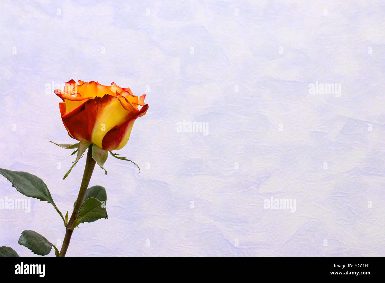 yellow-red rose on a light background Stock Photo - Alamy