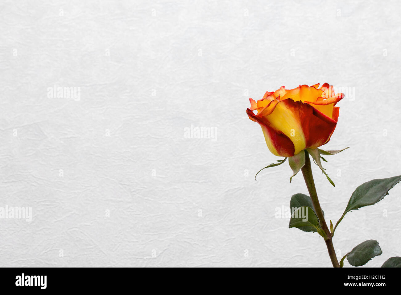 yellow-red rose on a light background Stock Photo - Alamy