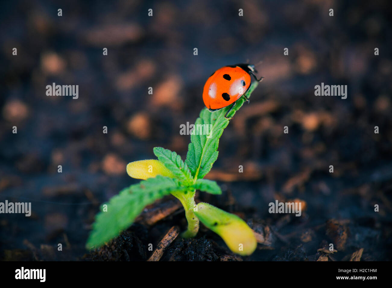 Macro shot of lady bug on tiny cannabis sprout Stock Photo - Alamy