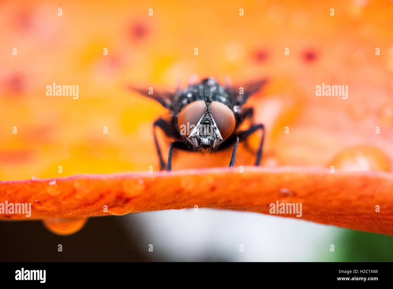 Macro photography of little fly in nature Stock Photo - Alamy