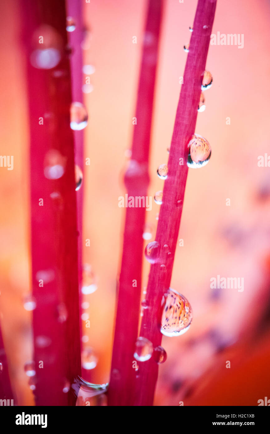 Macro photography of waterdrops in nature Stock Photo - Alamy