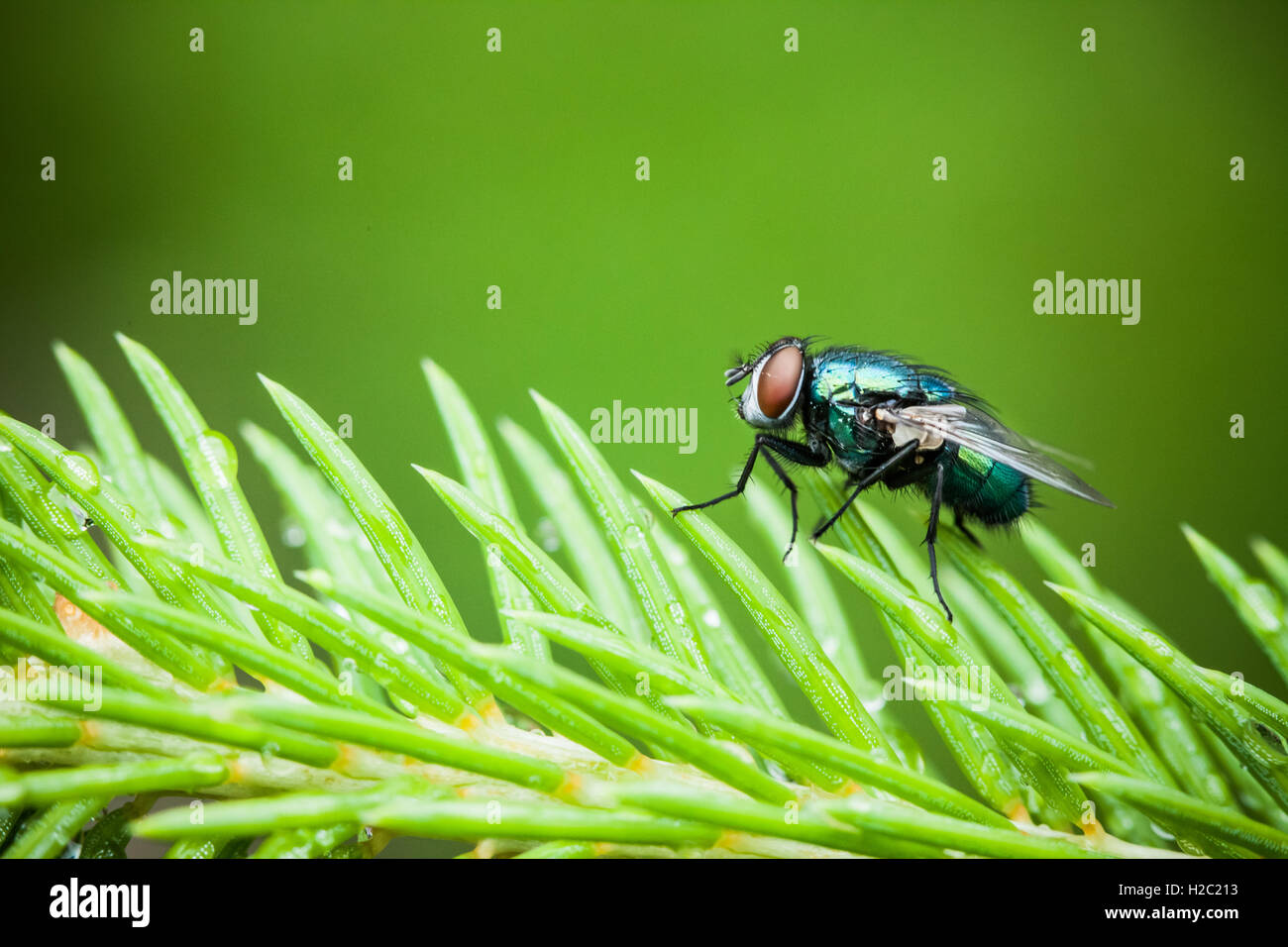 Macro photography of little fly in nature Stock Photo - Alamy