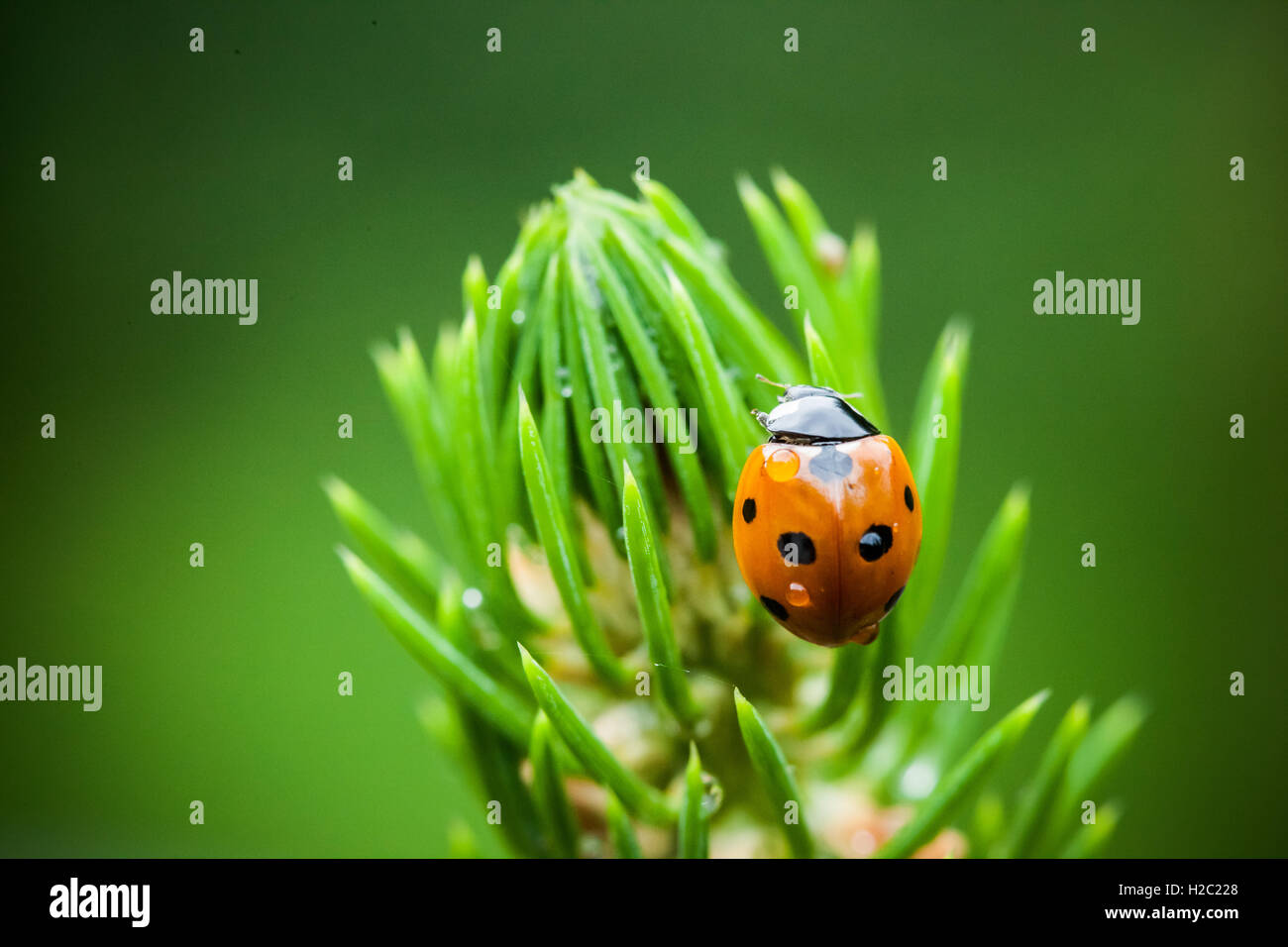 Macro photography of ladybird Stock Photo - Alamy