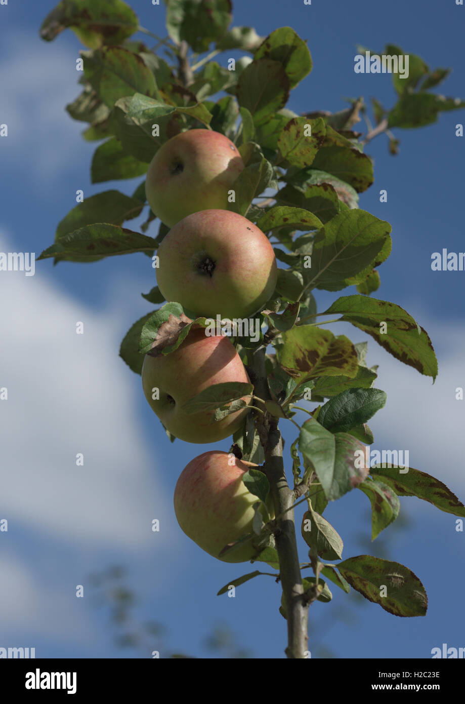 Four apples on branch of apple tree in cheshire uk Stock Photo - Alamy