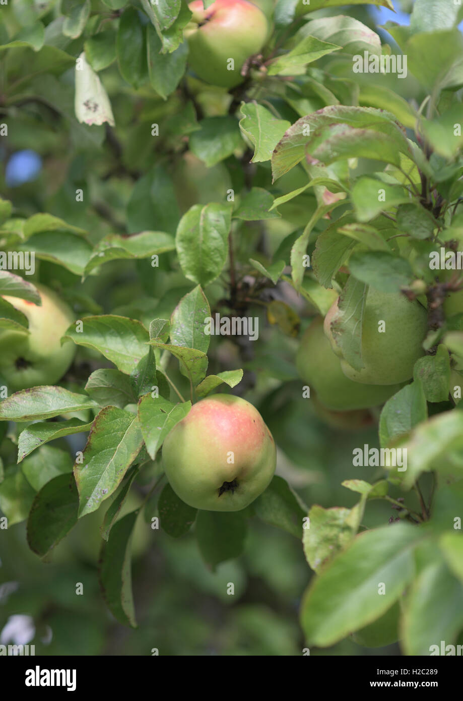 Two apples on apple tree in cheshire uk Stock Photo - Alamy