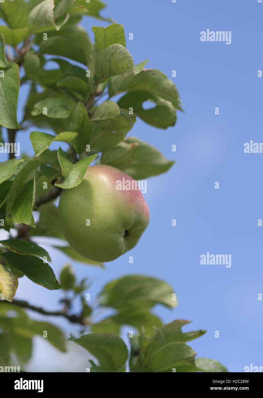 Apple on apple tree with blue sky in cheshire countryside uk Stock ...