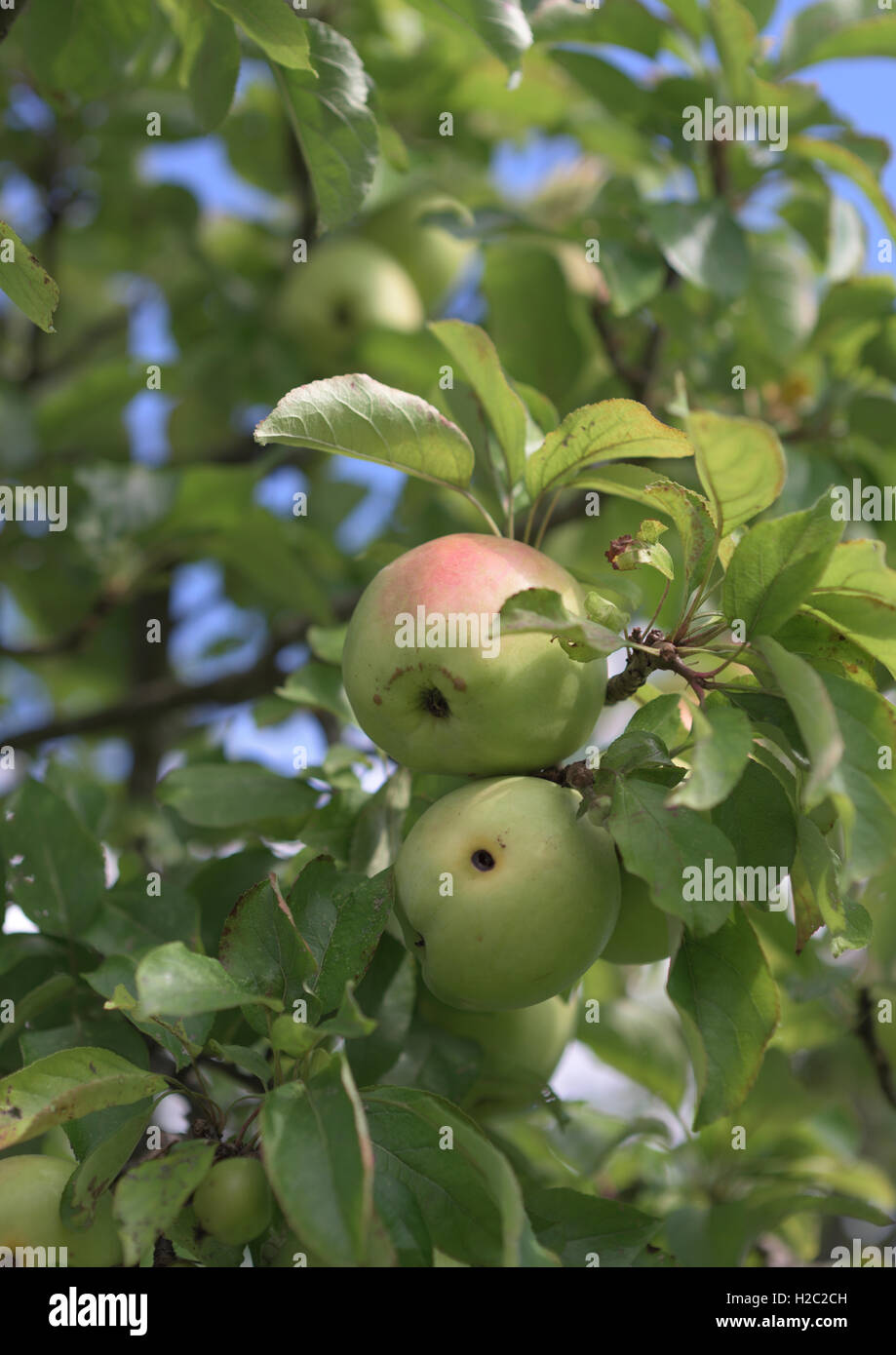 Apples on apple tree in cheshire uk Stock Photo - Alamy