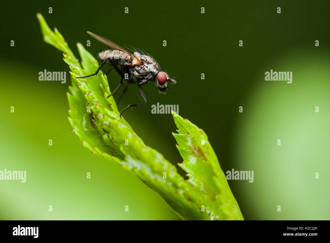 Macro photography of little fly in nature Stock Photo - Alamy