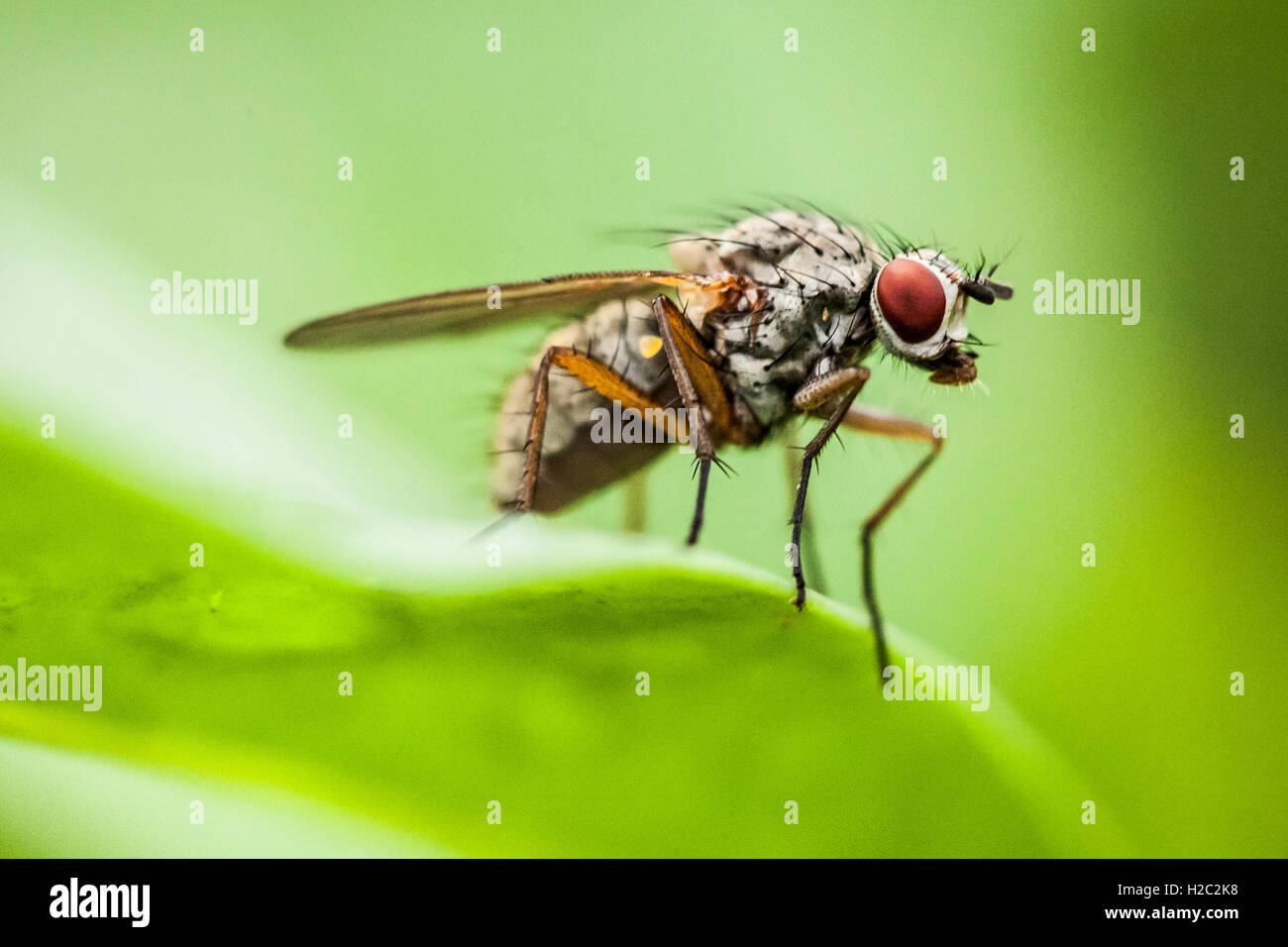 Macro photography of little fly in nature Stock Photo - Alamy
