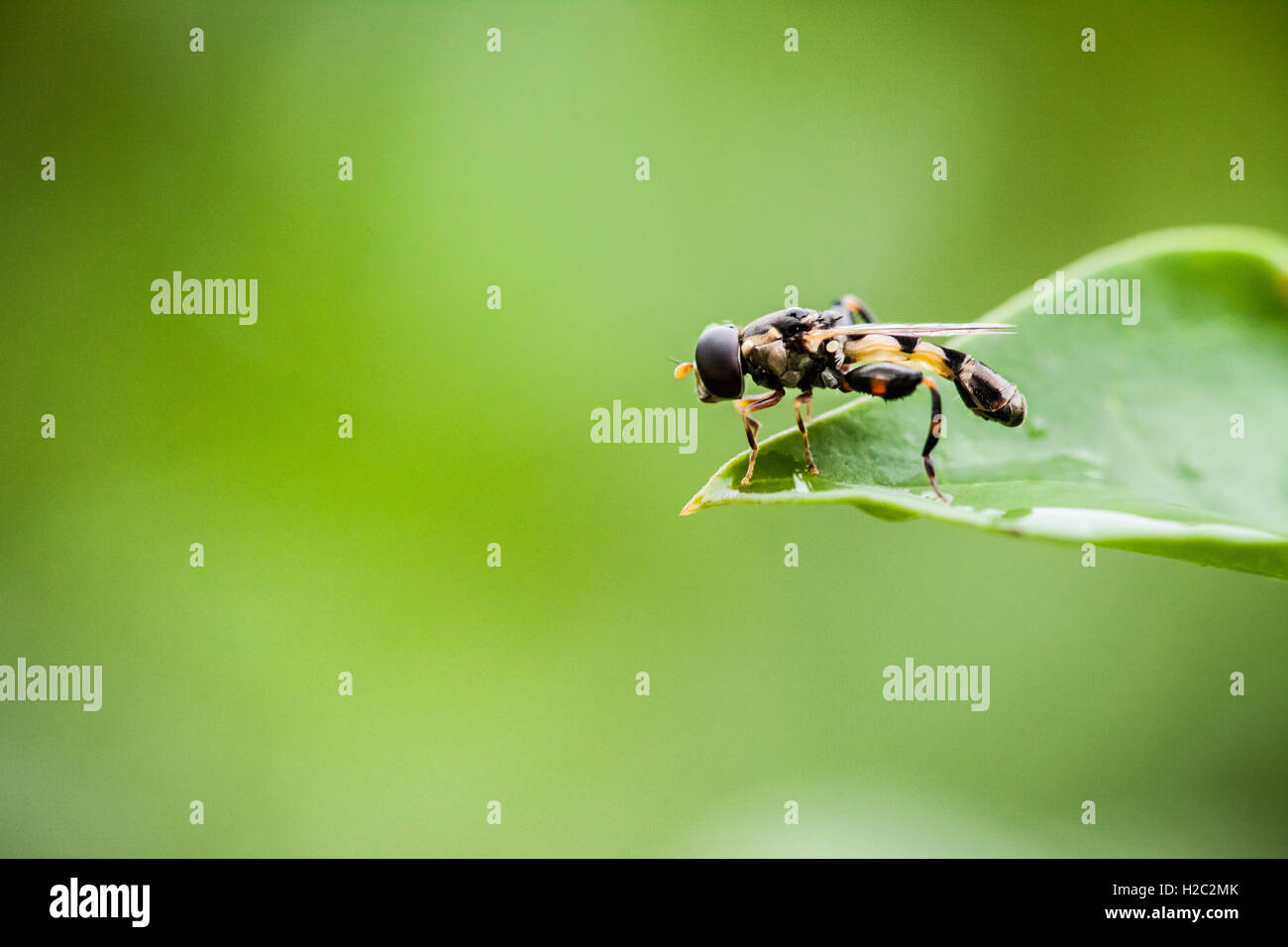 Macro photography of little fly in nature Stock Photo - Alamy