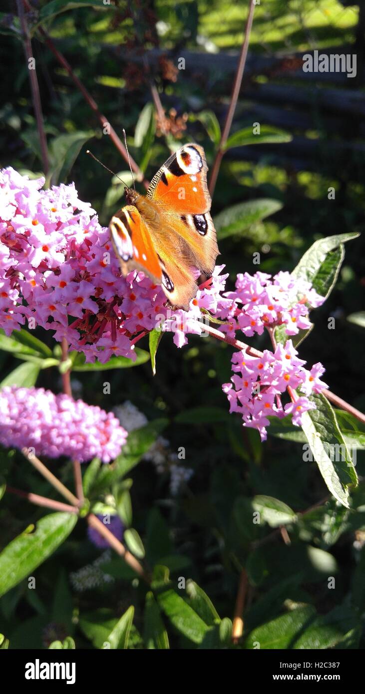 Buddleja Davidii with butterfly drinking nectar Stock Photo - Alamy