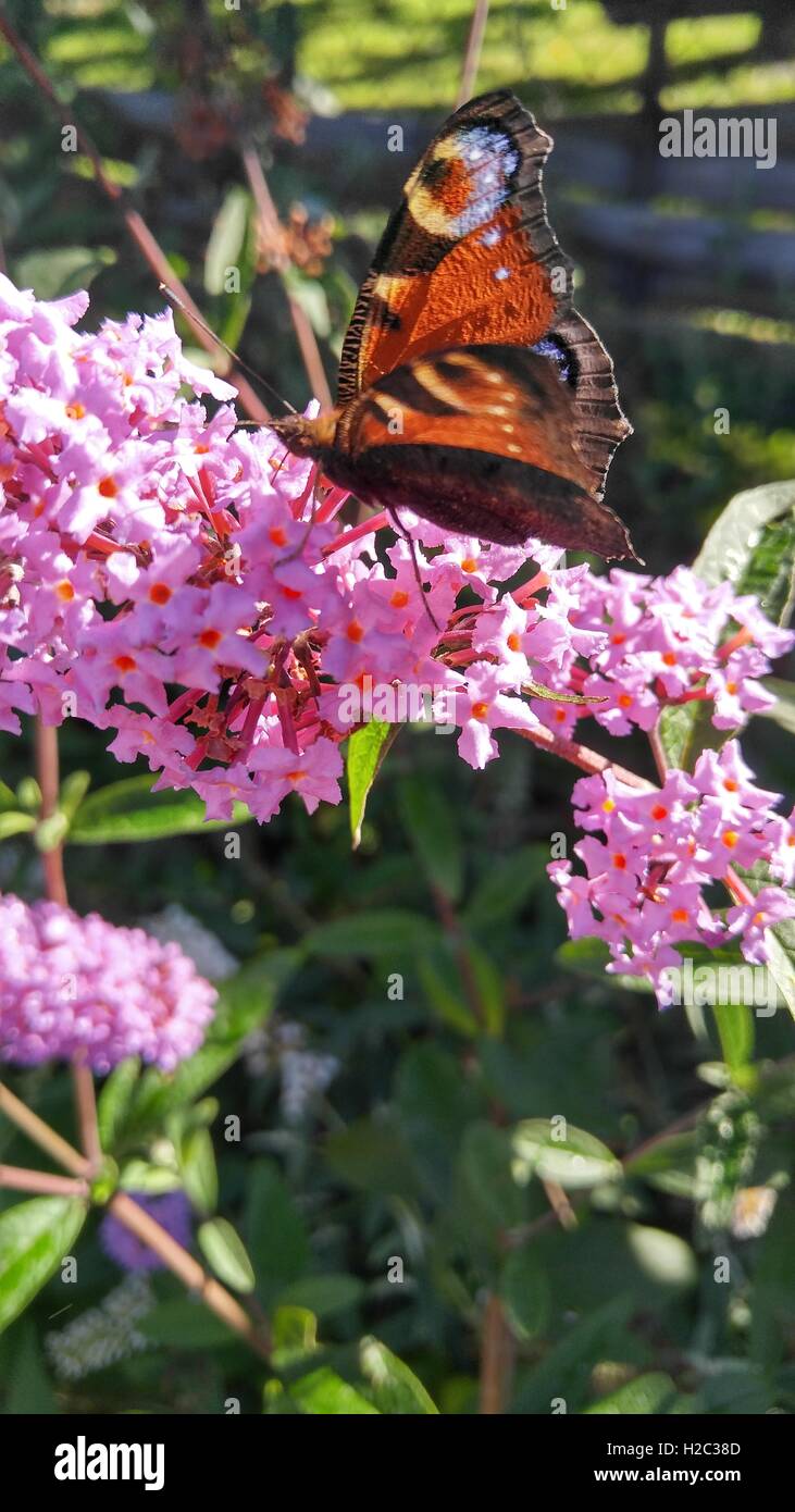 Buddleja davidii with butterfly drinking nectar Stock Photo - Alamy