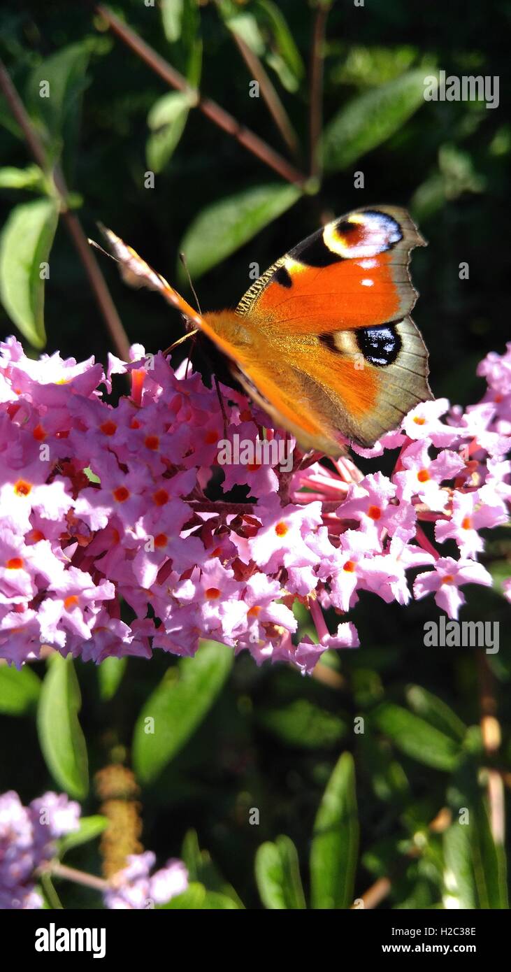 Buddleja davidii with butterfly drinking nectar Stock Photo - Alamy