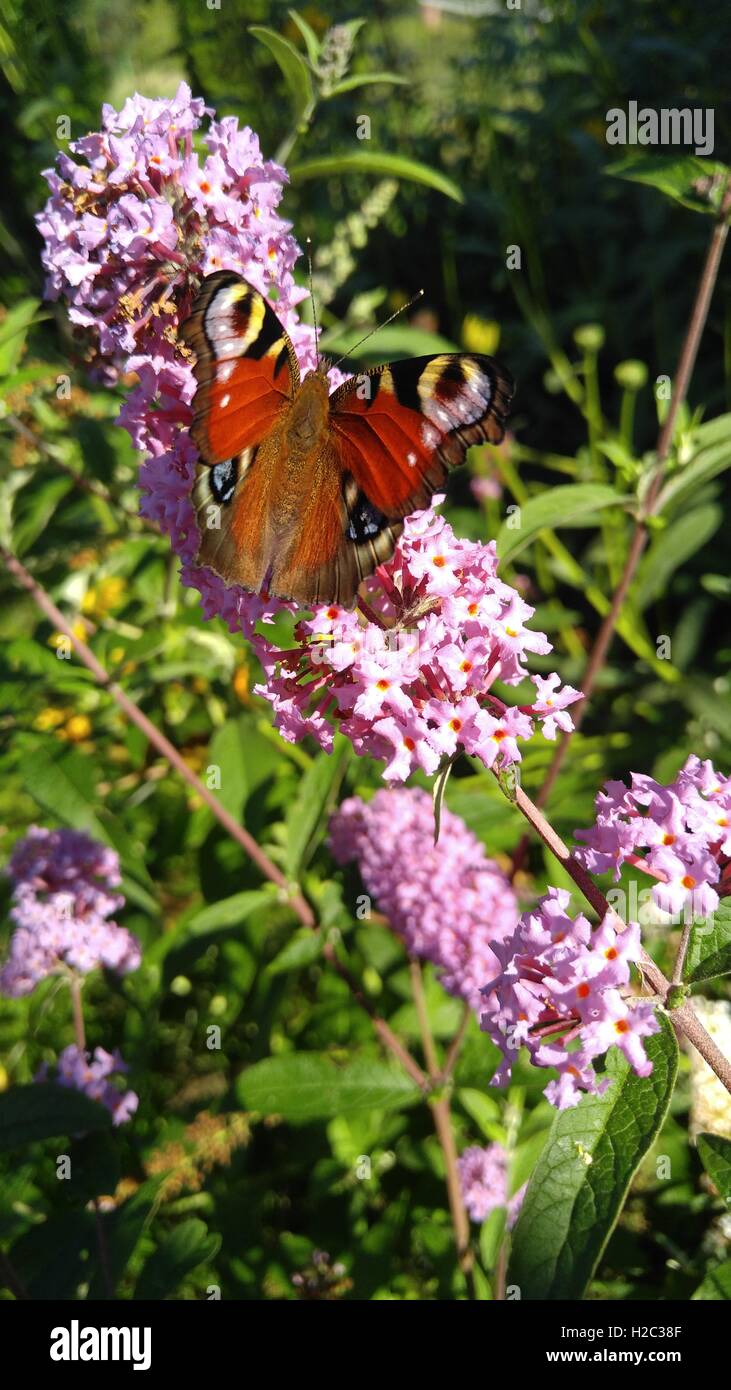 Buddleja davidii with butterfly drinking nectar Stock Photo - Alamy