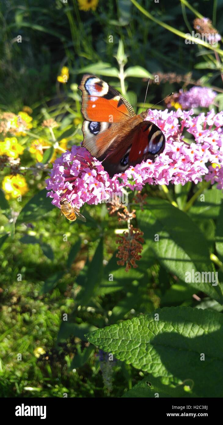 Buddleja davidii with butterfly drinking nectar Stock Photo - Alamy