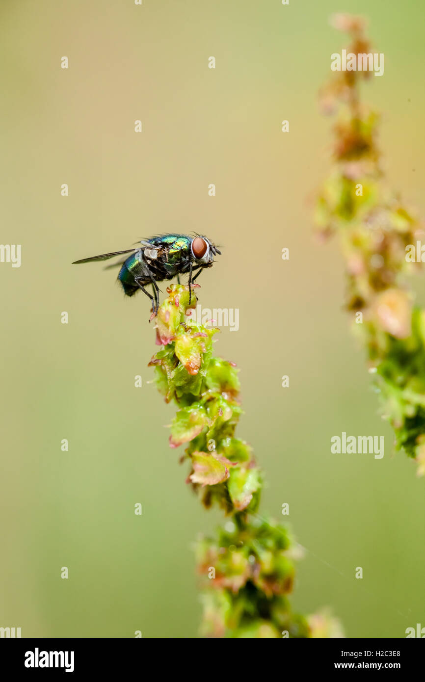 Macro photography of little fly in nature Stock Photo - Alamy