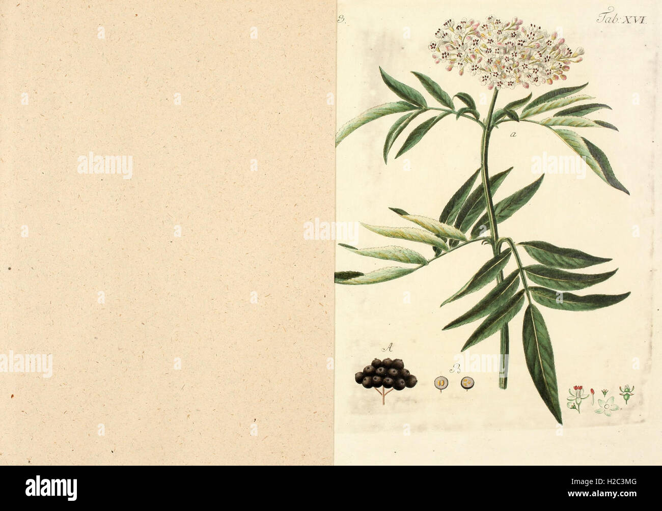A German botanical illustration showcasing wild trees, shrubs, and ...