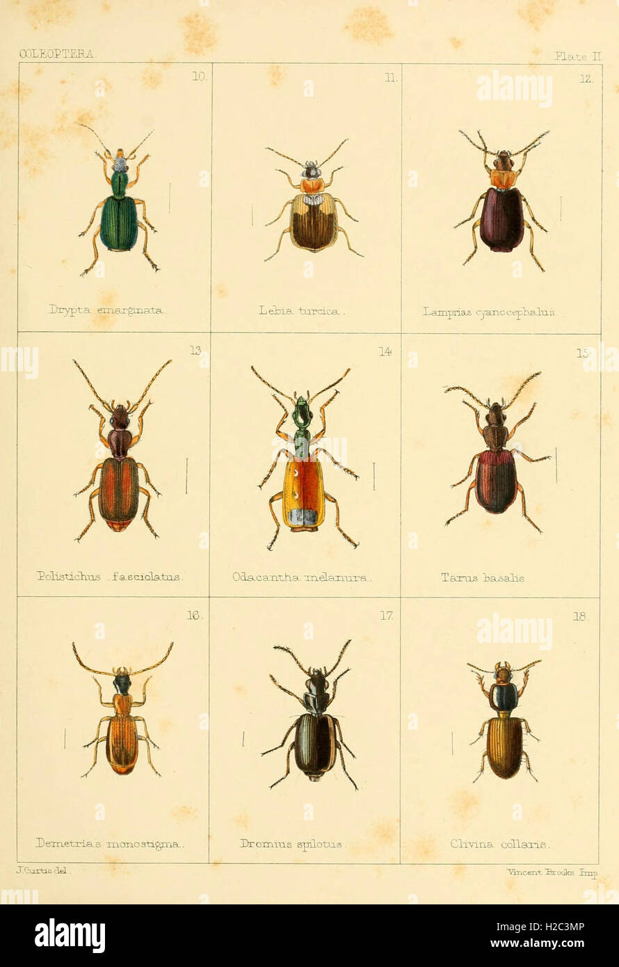 This plate from 'British Beetles' provides detailed illustrations and ...