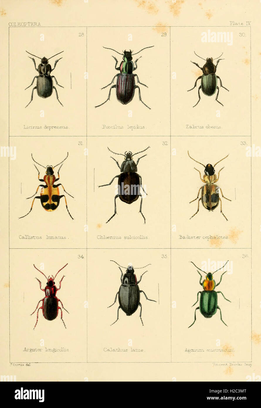 An illustration of British beetles, showing various species and their ...