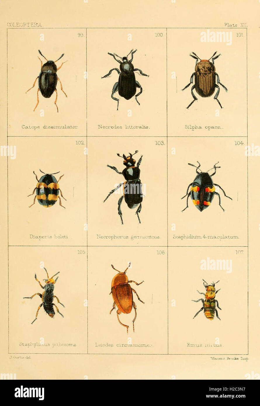 This work features detailed illustrations and descriptions of British ...