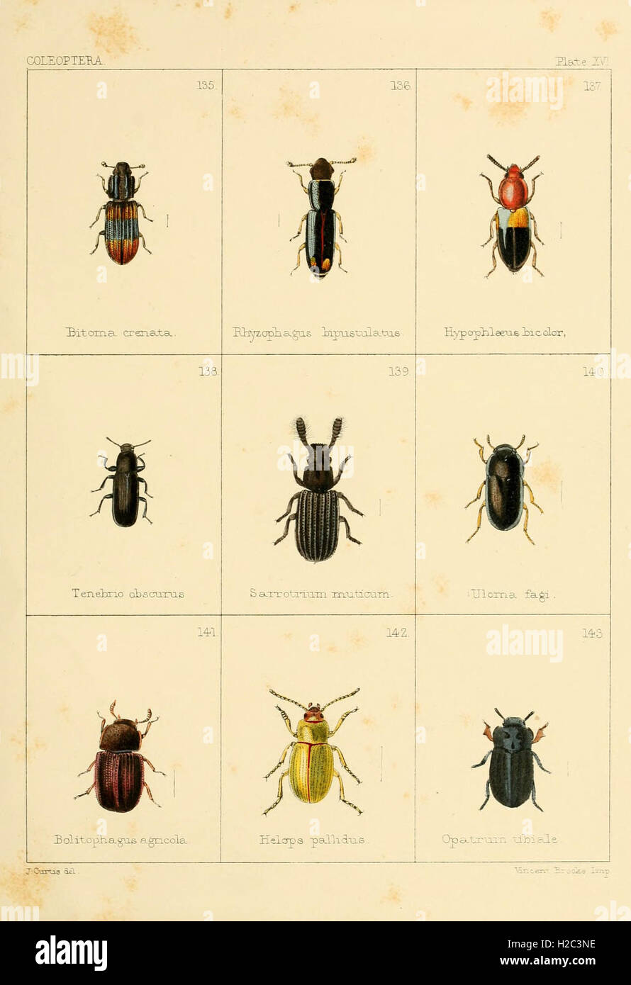 This work catalogs the various species of British beetles, detailing ...