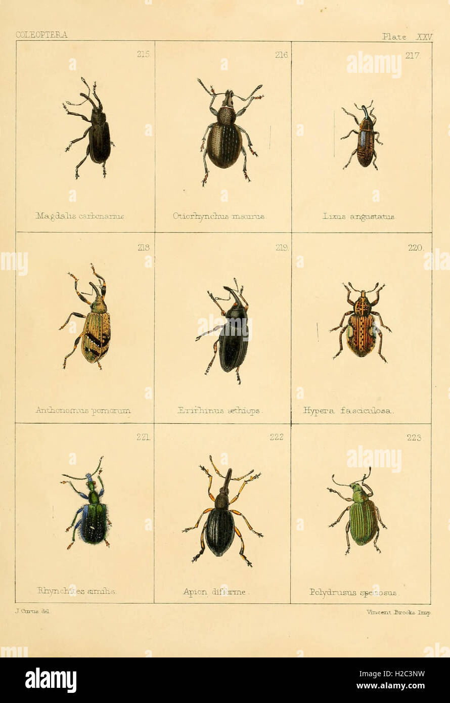 This plate from the British Beetles series illustrates various species ...