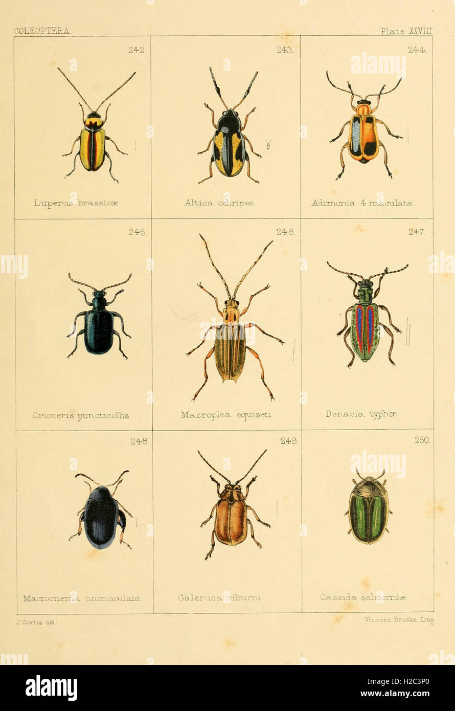 This plate showcases a selection of British beetles, focusing on their ...