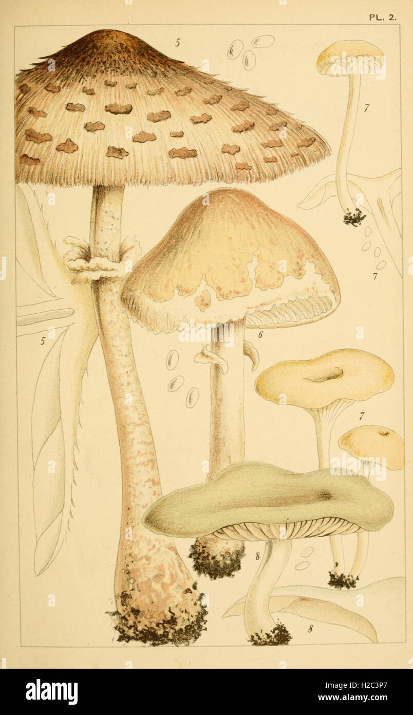 A detailed illustration of edible fungi species found in Britain, shown ...