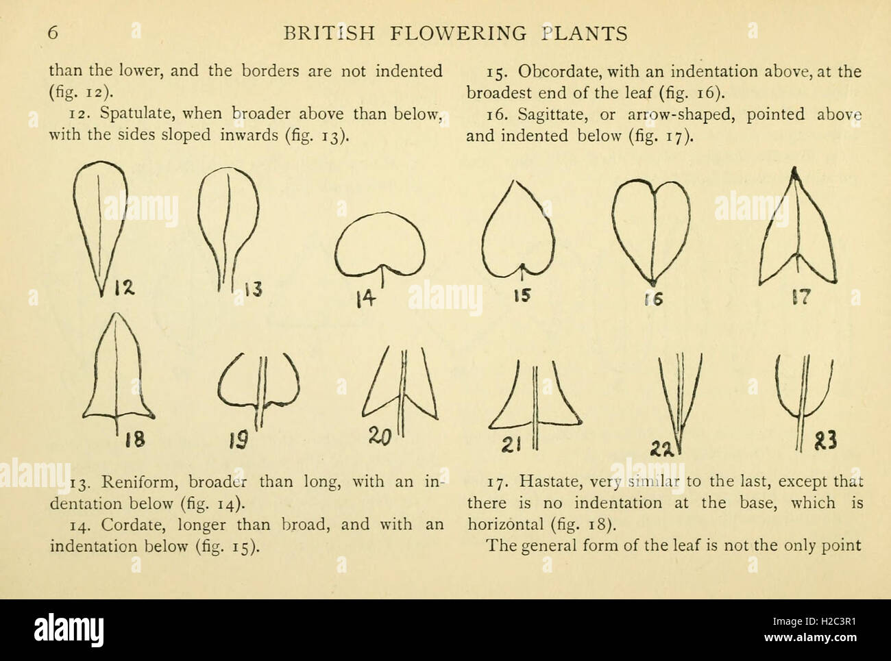 This page provides detailed descriptions of native British flowering ...