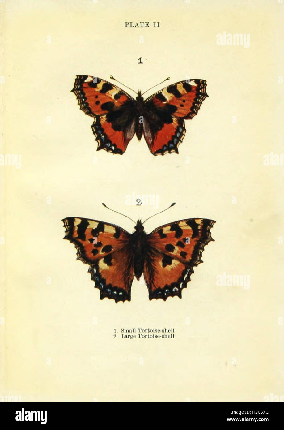 This plate features detailed illustrations of various butterfly and ...