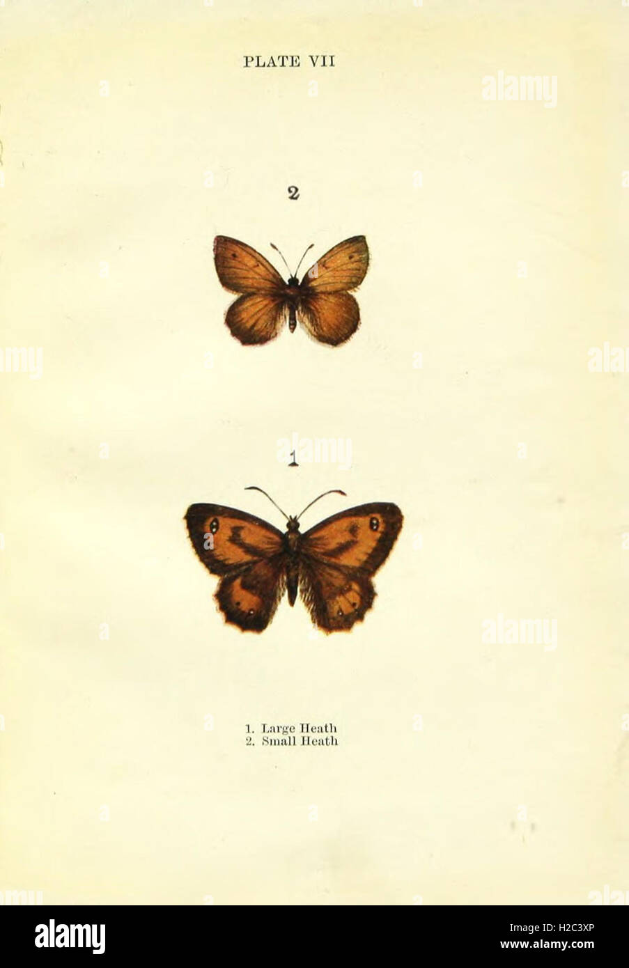 A detailed study of butterflies and moths, highlighting various species ...