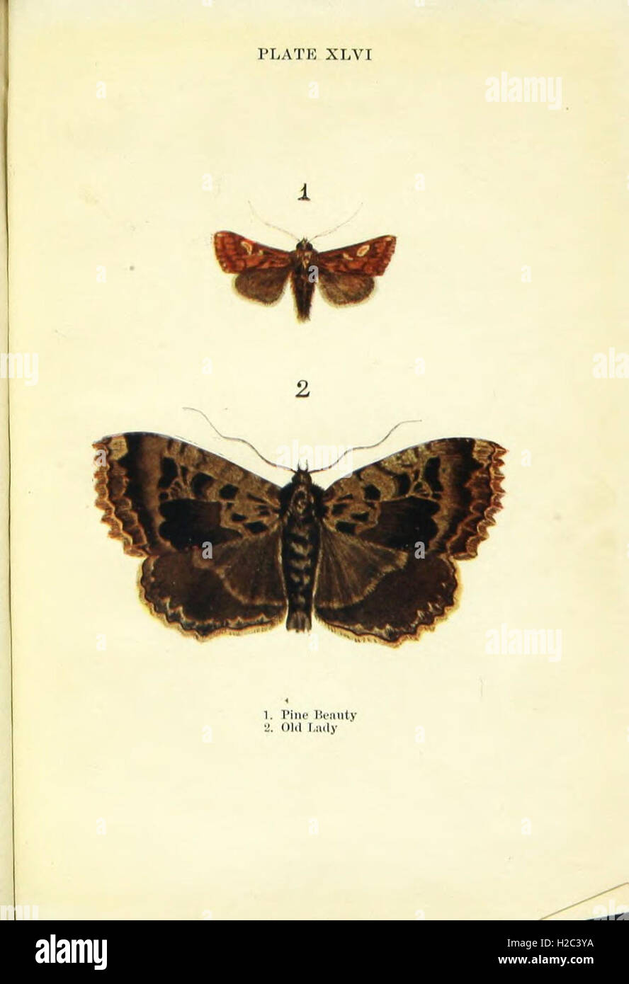 Life cycle of various moths hi-res stock photography and images - Alamy