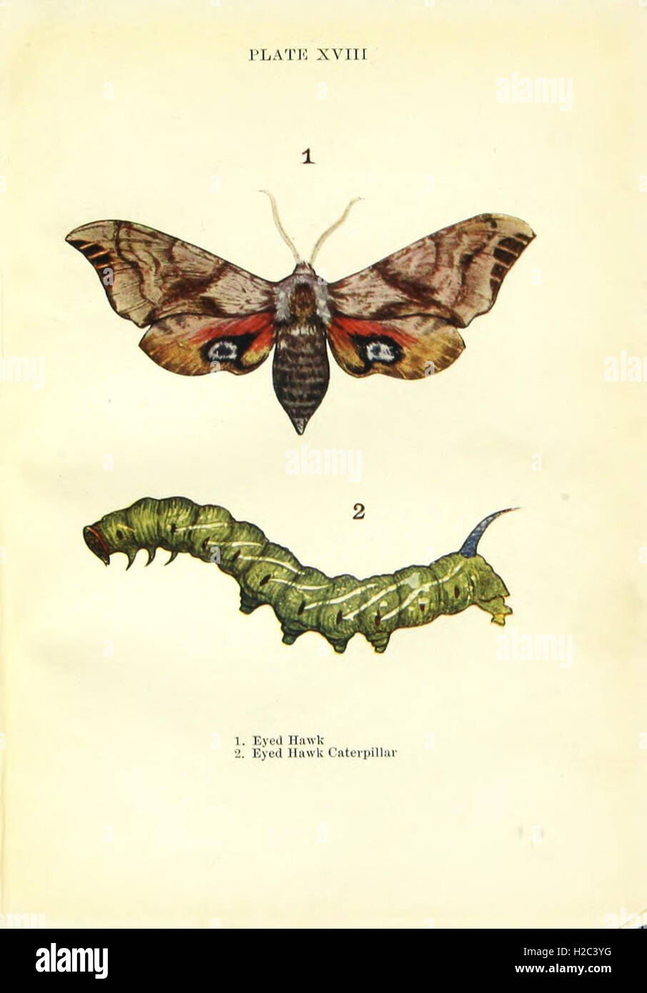 Life cycle of various moths hi-res stock photography and images - Alamy