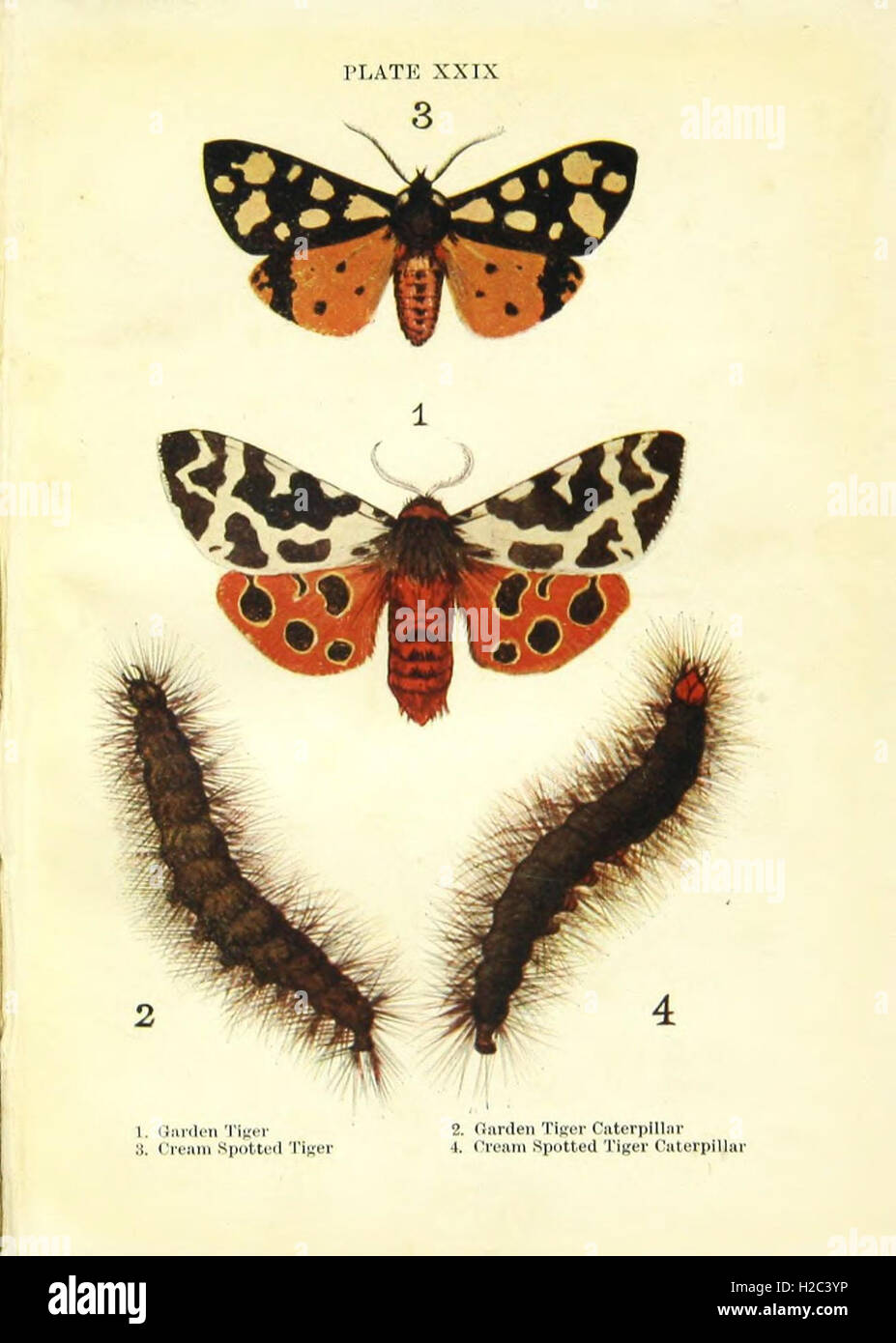 This plate illustrates various species of butterflies and moths ...