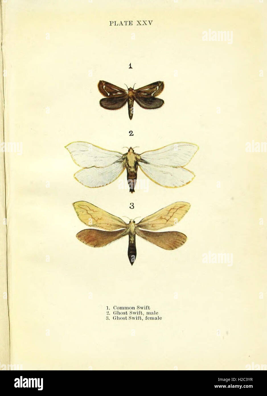 This plate illustrates a range of butterflies and moths, highlighting ...