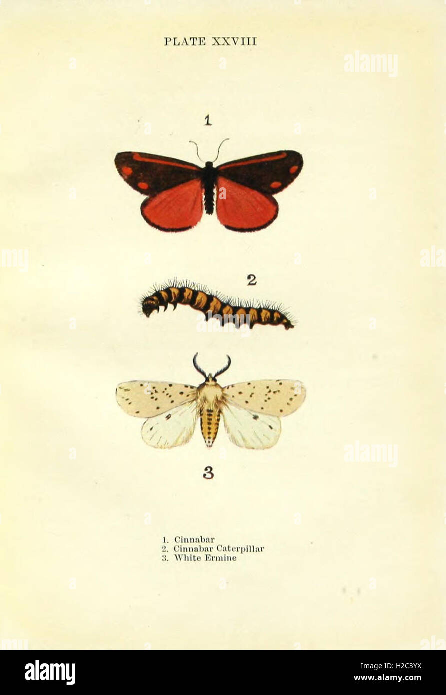 A detailed illustration of various butterflies and moths, showing their ...