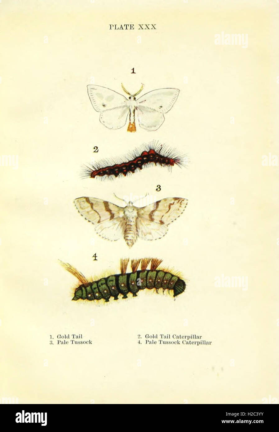 This work provides detailed illustrations and descriptions of various ...