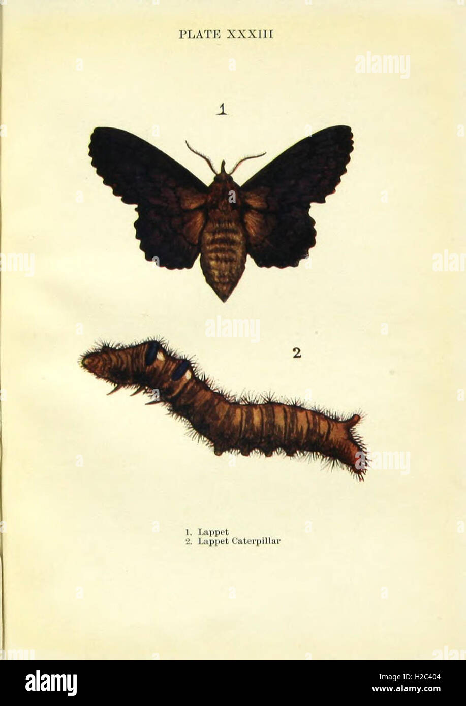 This plate illustrates various species of butterflies and moths ...