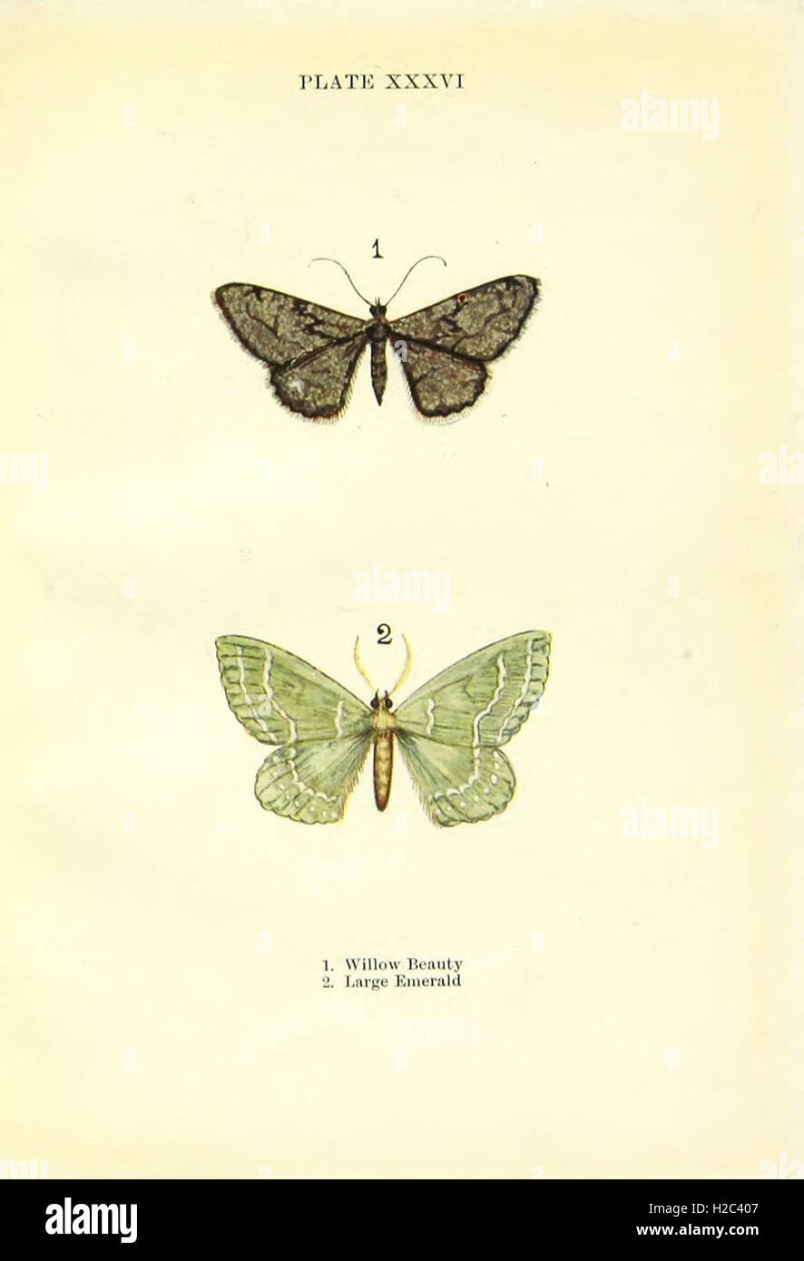 An illustration of various species of butterflies and moths, showcasing ...