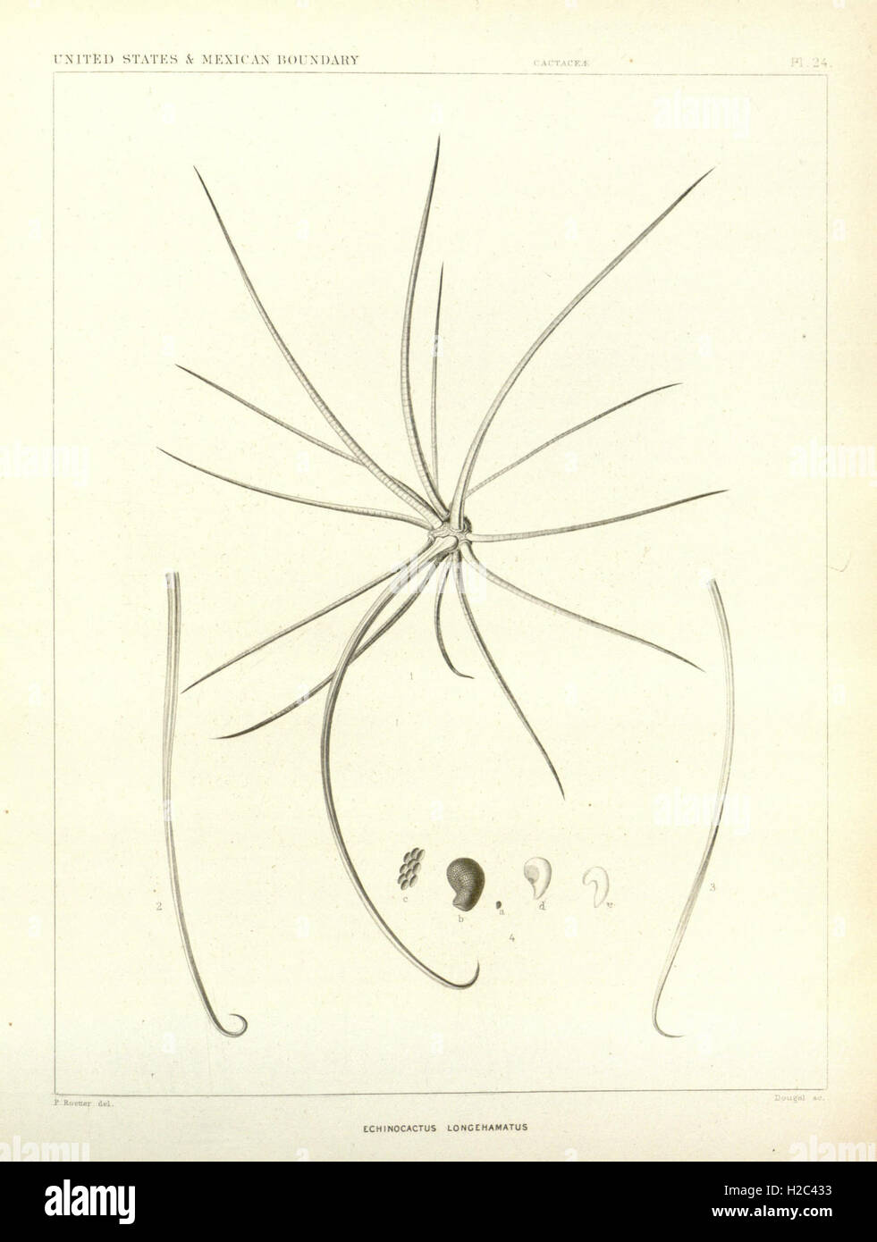 Highlighting various morphological features hi-res stock photography ...