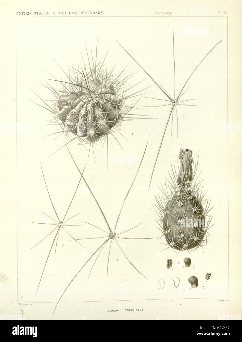 An illustration and description of Cactaceae species found at a ...