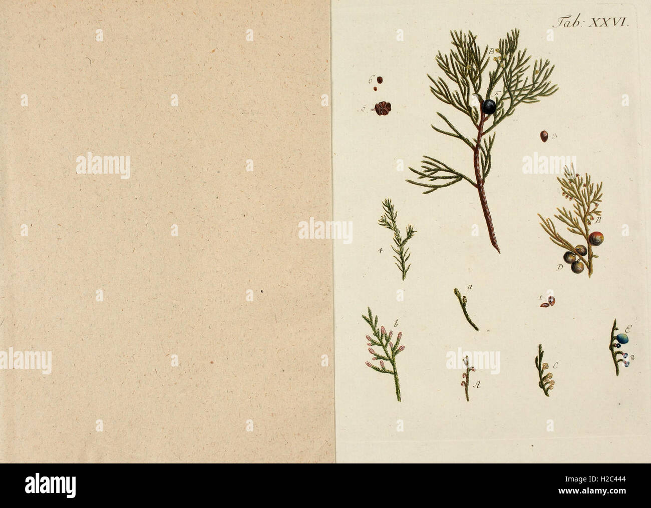 This work depicts wild trees, shrubs, and bushes, with naturalistic ...