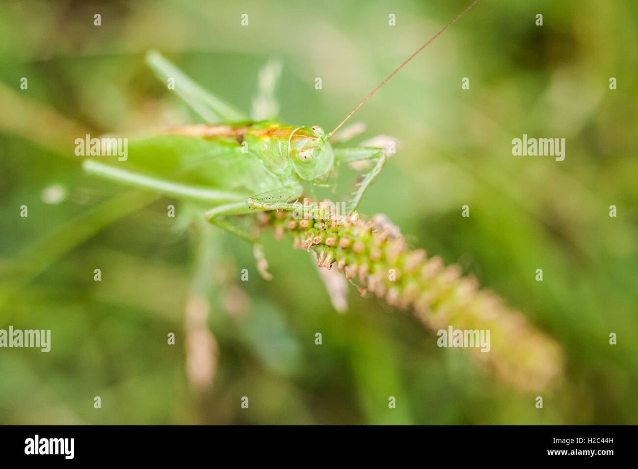 Macro photography of little grasshopper Stock Photo - Alamy
